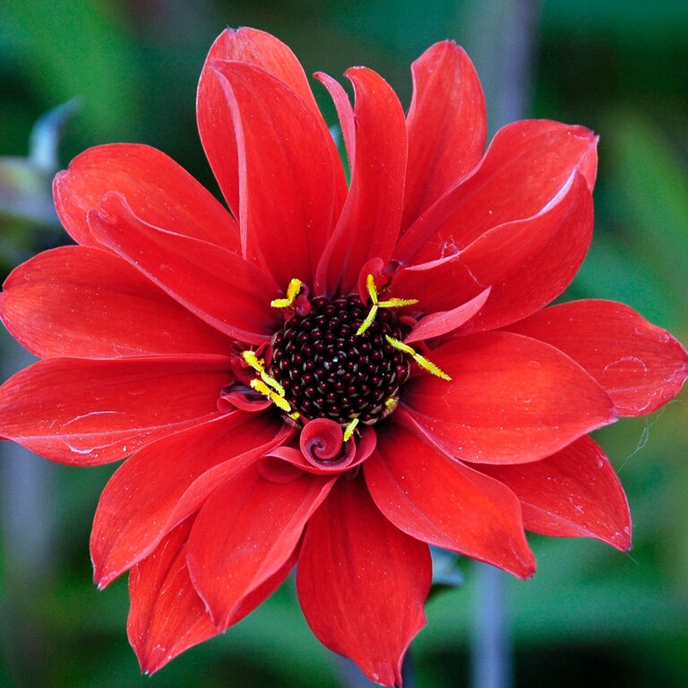 Bridgemere Show Gardens Dahlia Collections - Blue Diamond