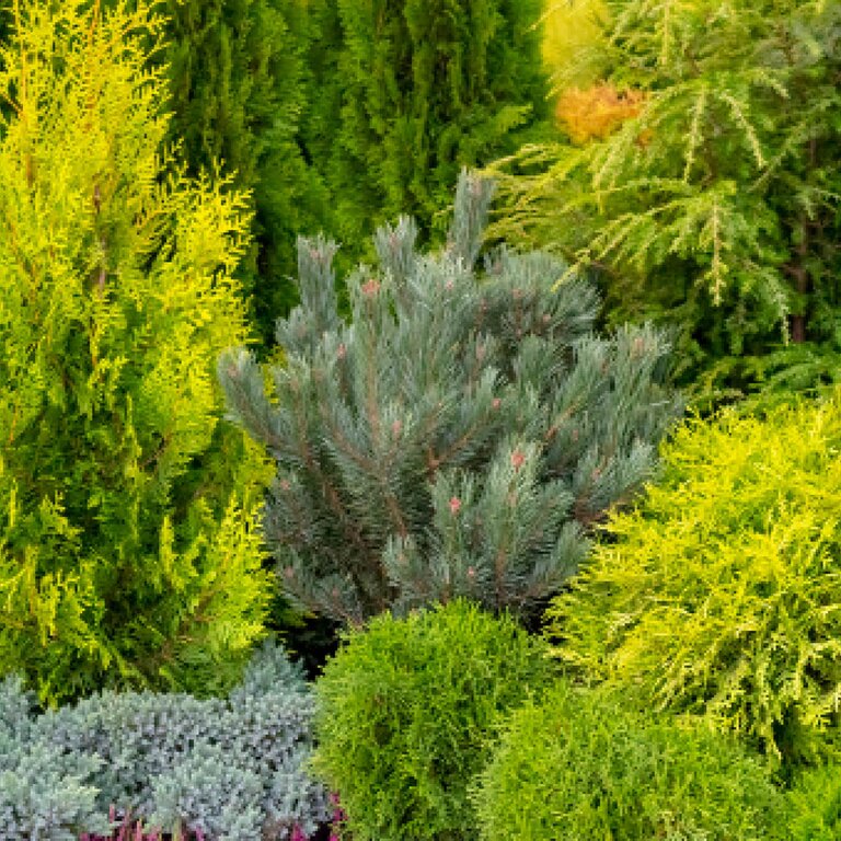 Conifers - Blue Diamond