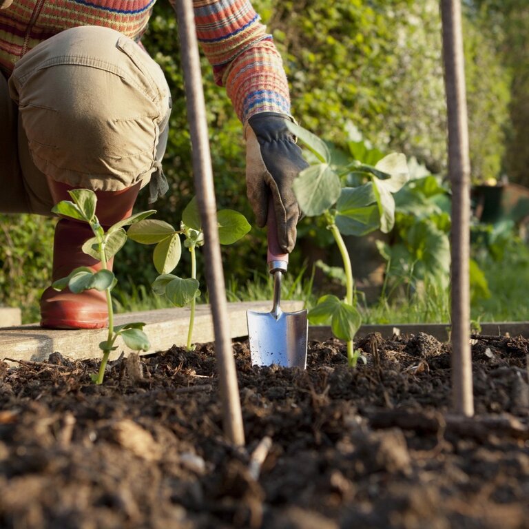 Gardening - Blue Diamond