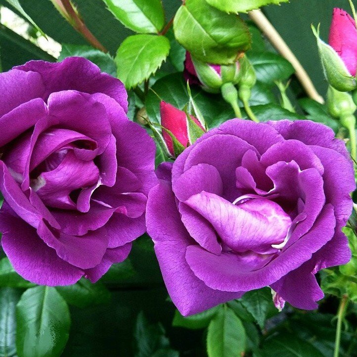 Highly Fragrant Roses - Blue Diamond
