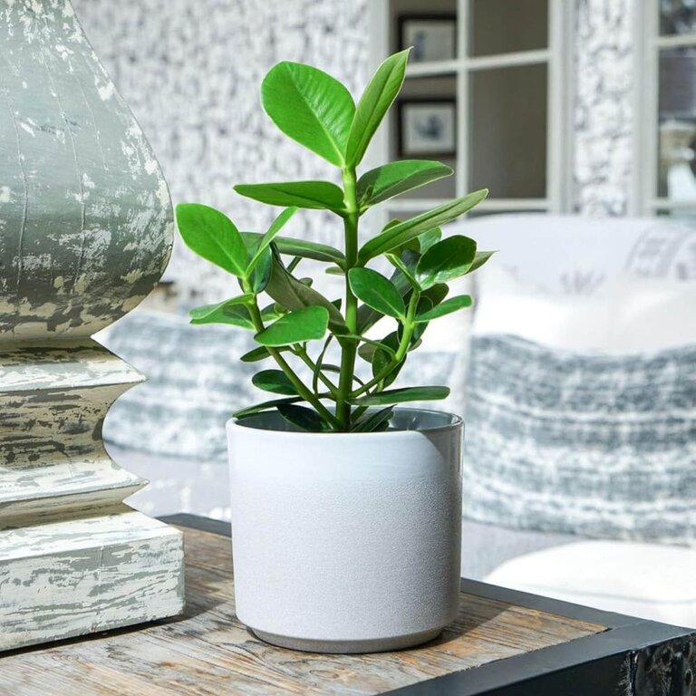 Houseplants - Page 4 - Blue Diamond