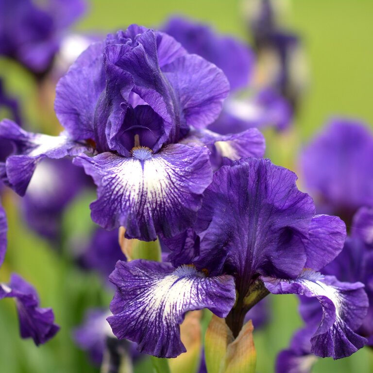 Iris - Blue Diamond
