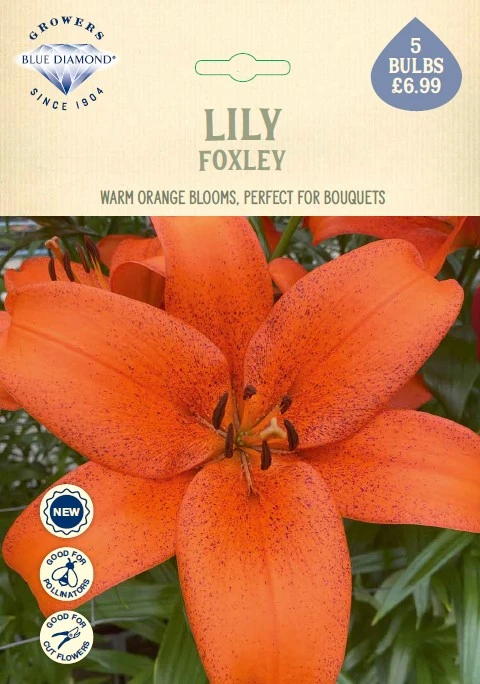 Lilium Foxley - Blue Diamond