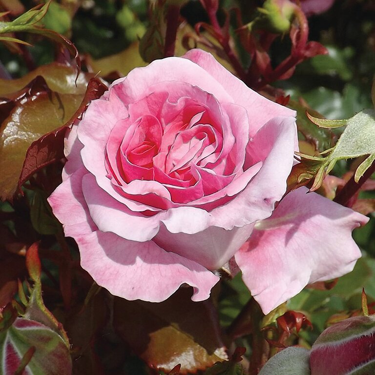 Patio Roses - Blue Diamond