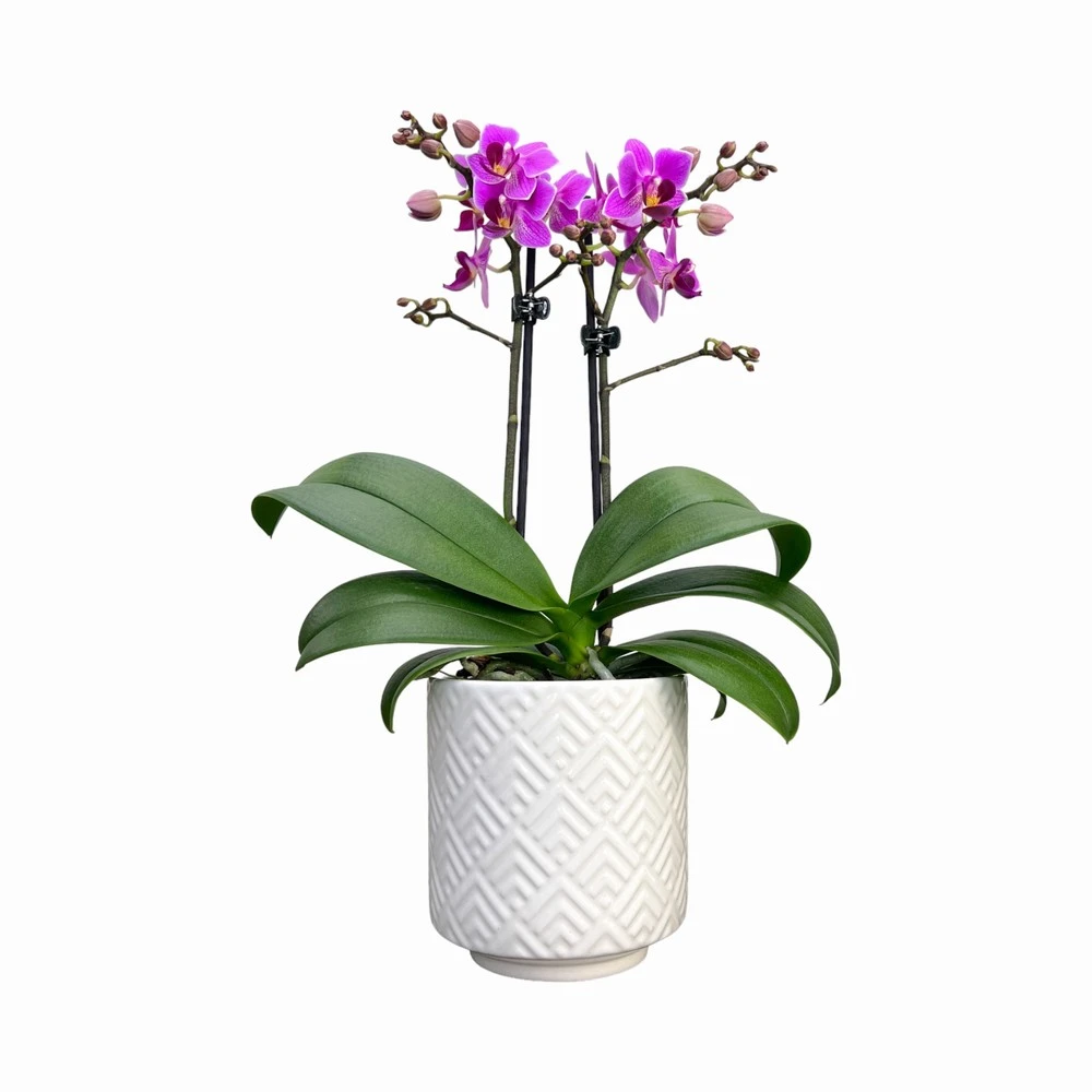 Phalaenopsis UK Purple White Ceramic 9cm - Blue Diamond