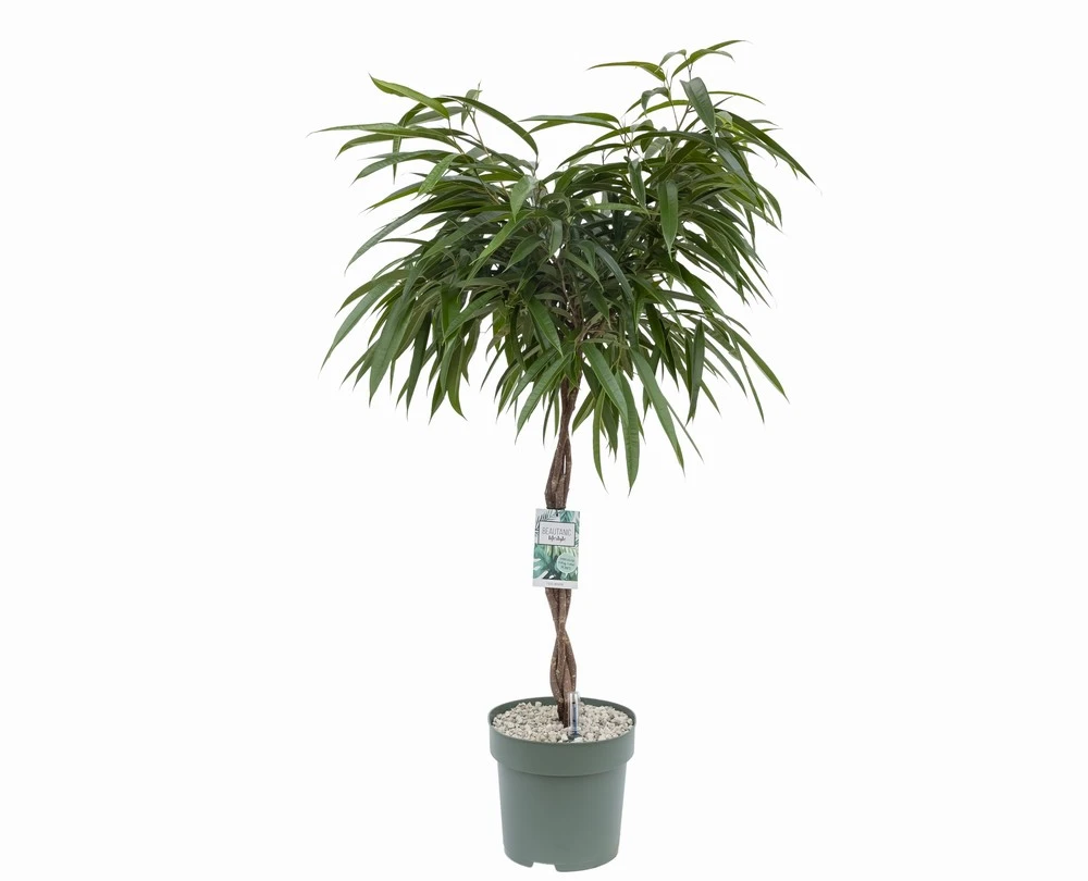 Ficus Mahori+Alii Hydro 27cm - Blue Diamond