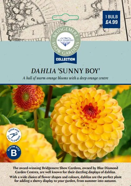 Dahlia Sunny Boy - Blue Diamond