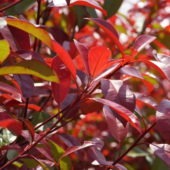 Photinia Fraseri Red Robin Compacta 3L - Blue Diamond
