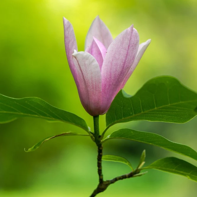 Magnolia Heaven Scent 7.5L - Blue Diamond