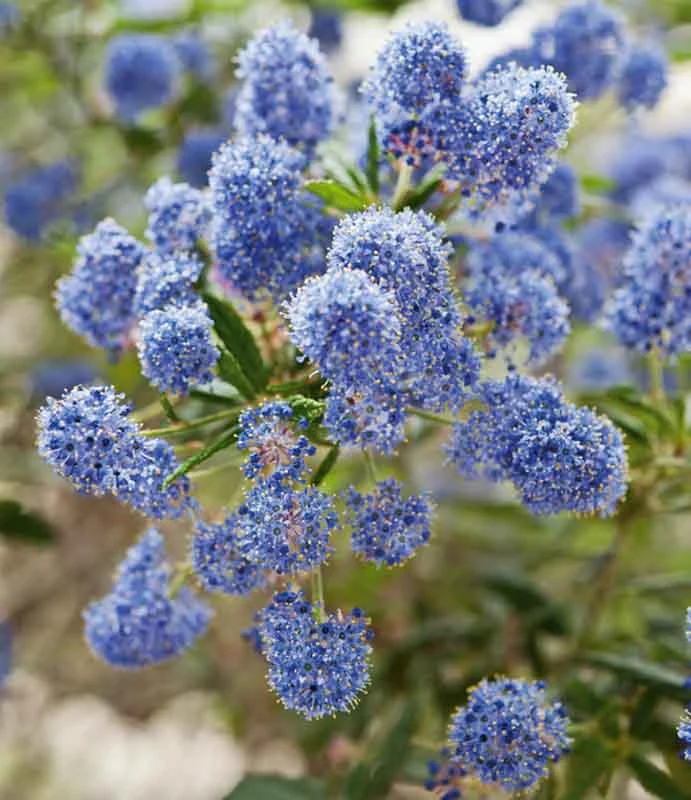 Ceanothus Concha 3L - Blue Diamond