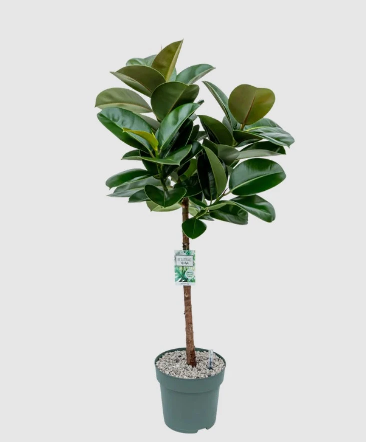 Ficus El Robusta Hydro 27cm - Blue Diamond