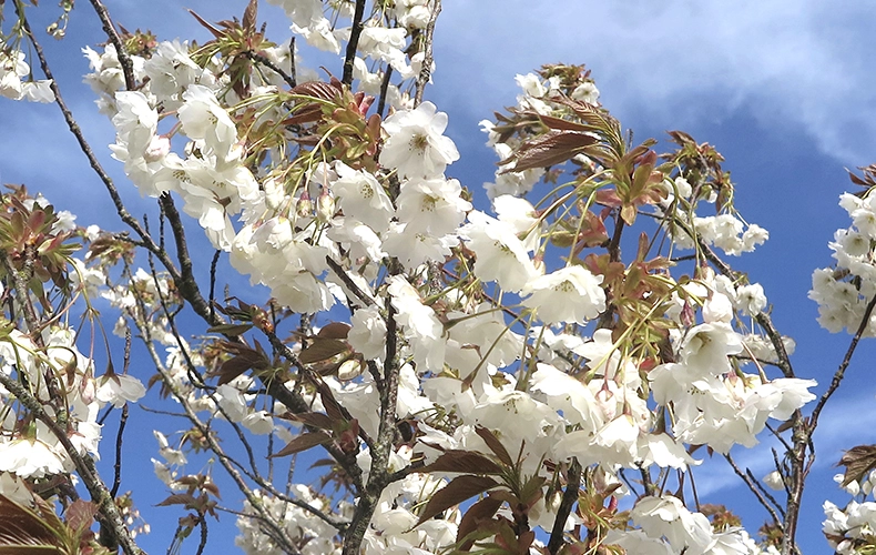 Prunus Fragrant Cloud 12L - Blue Diamond