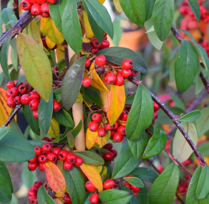 Cotoneaster Hybridus Pendulus 12L - Blue Diamond