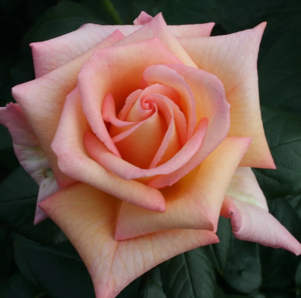 Scent sation HT 4.5L - Blue Diamond