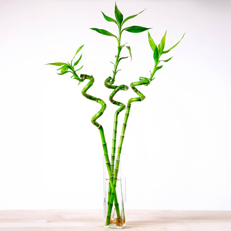 Soil-Free Houseplants - Blue Diamond
