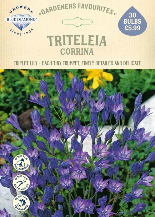 Triteleia Corrina - Blue Diamond